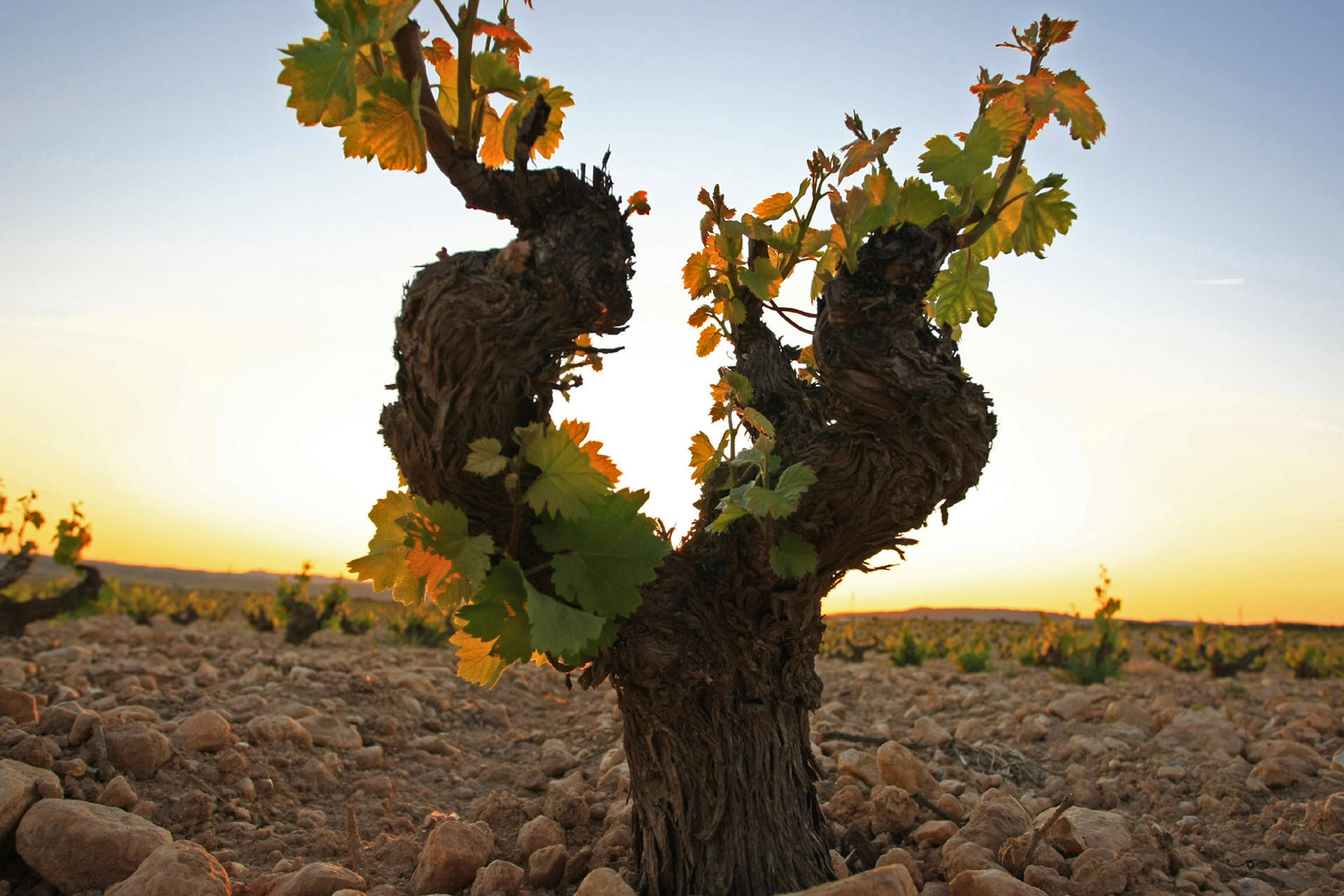 Ruta del Vino de Yecla. Descubre sensaciones
